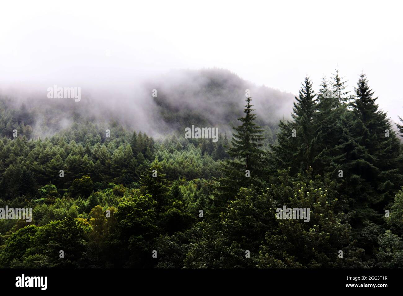 Mist over trees in Scotland Stock Photo - Alamy