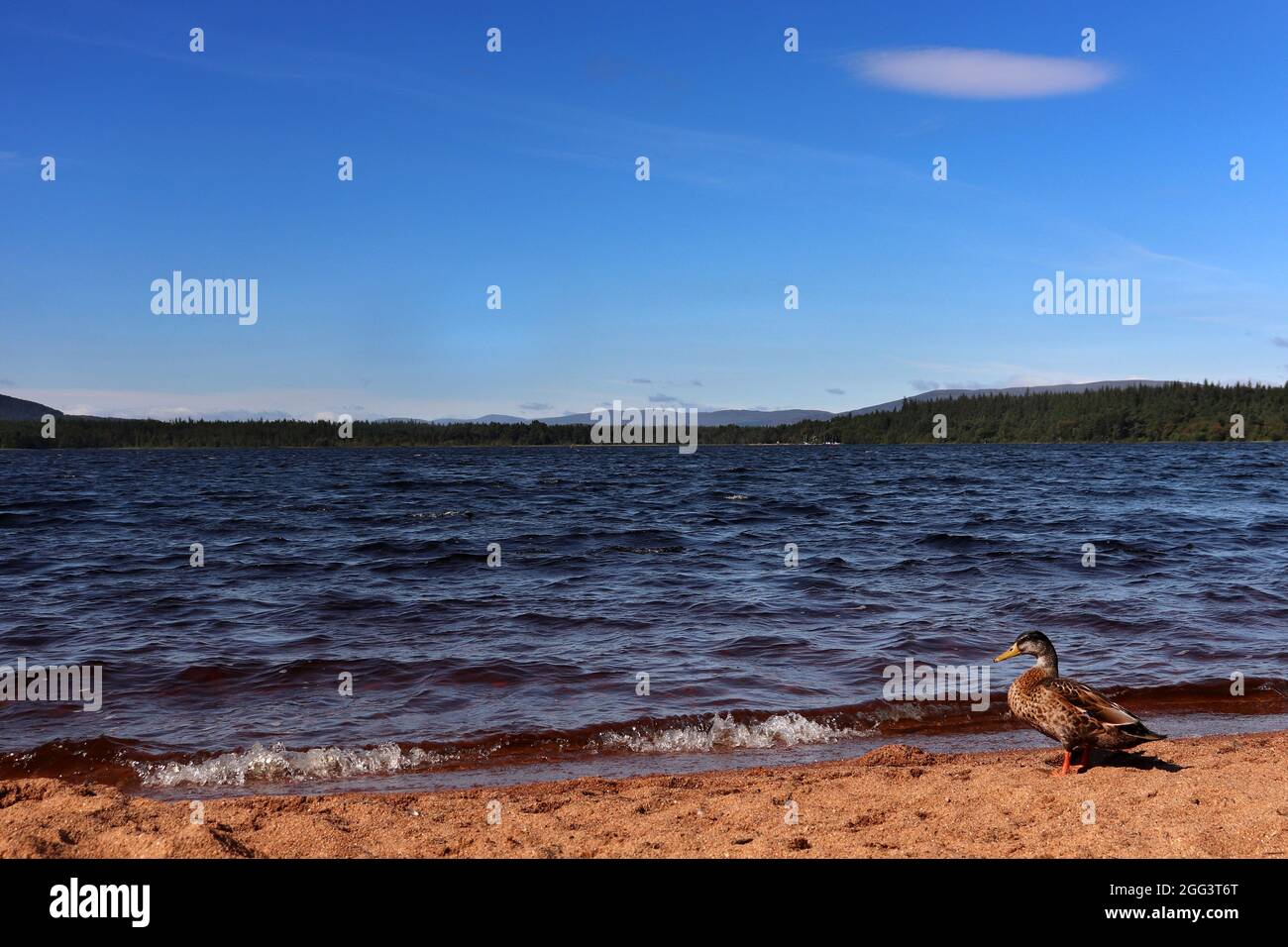 Ducks on Loch Morlich Beach, Scotland Stock Photo - Alamy
