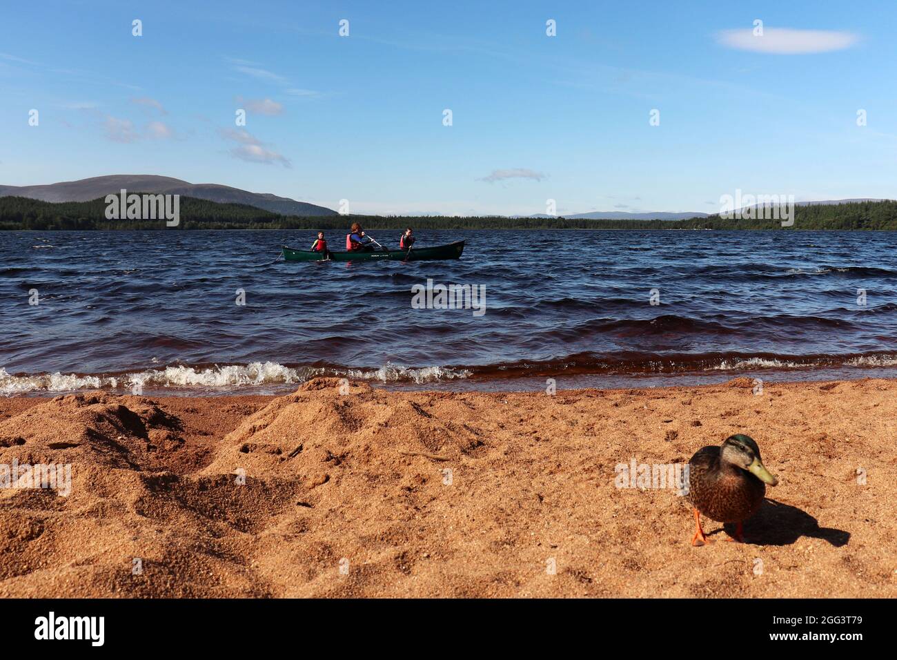 Ducks on Loch Morlich Beach, Scotland Stock Photo - Alamy