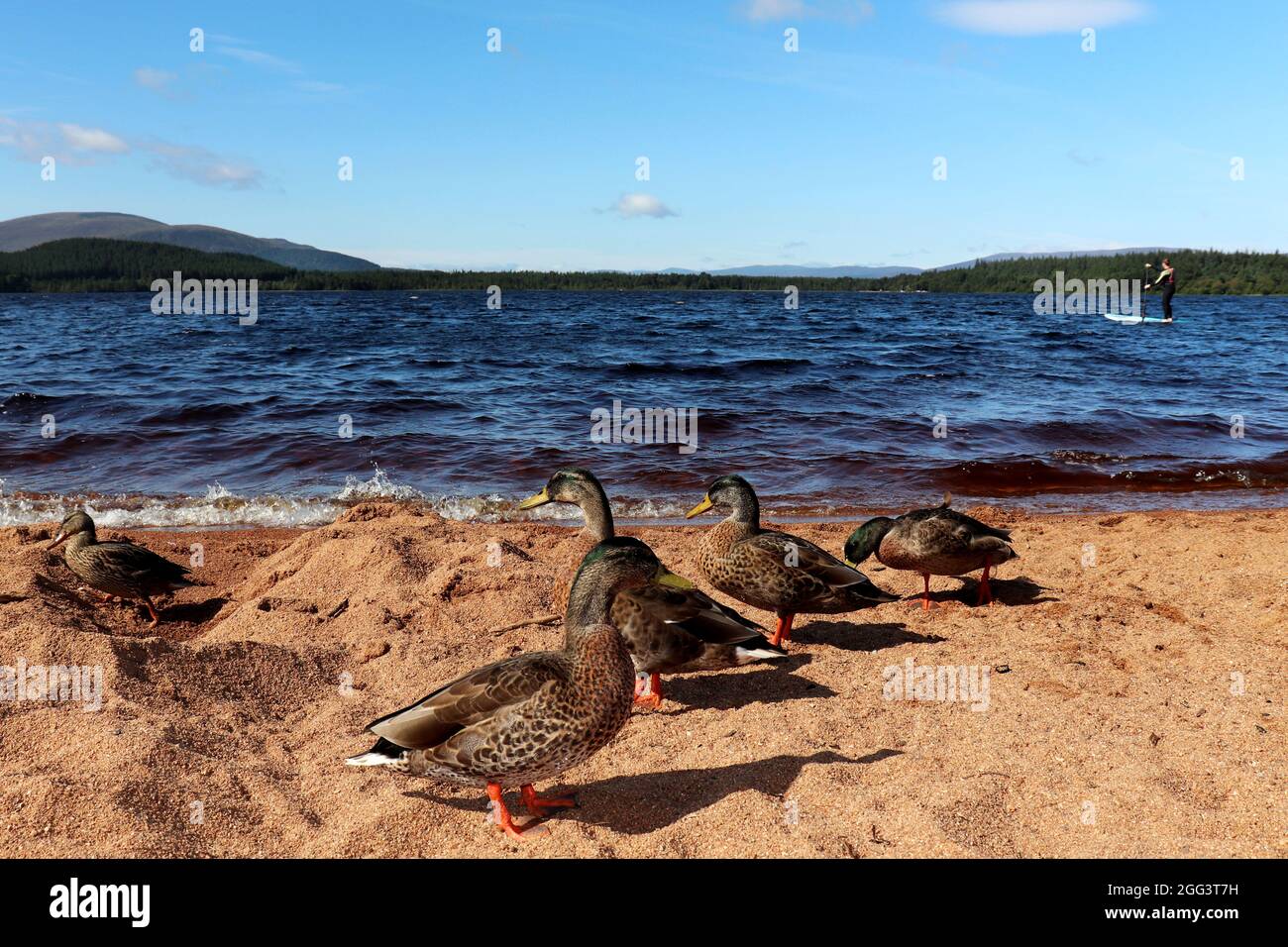 Ducks on Loch Morlich Beach, Scotland Stock Photo - Alamy