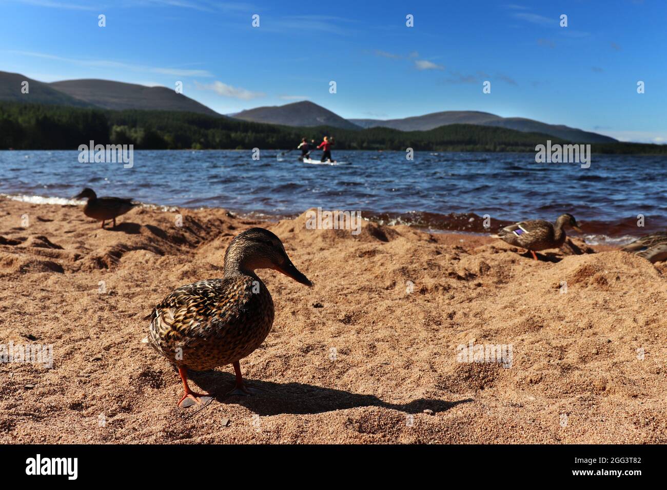 Ducks on Loch Morlich Beach, Scotland Stock Photo - Alamy