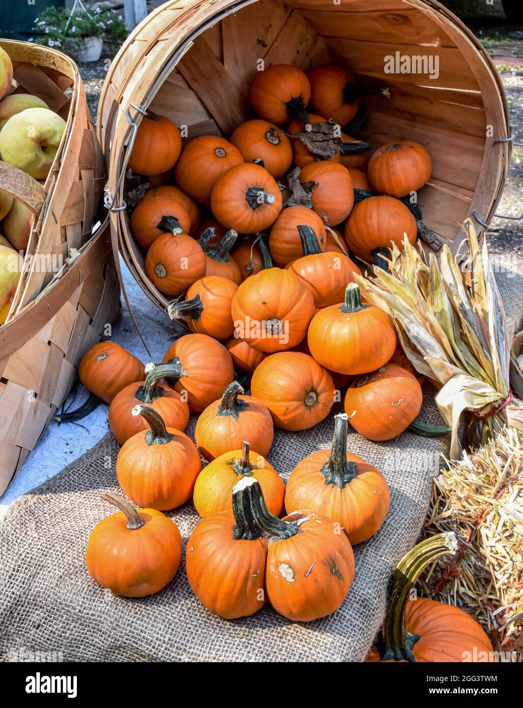 Mini pumpkins spilling out of a outdoor market basket. Closeup Stock ...