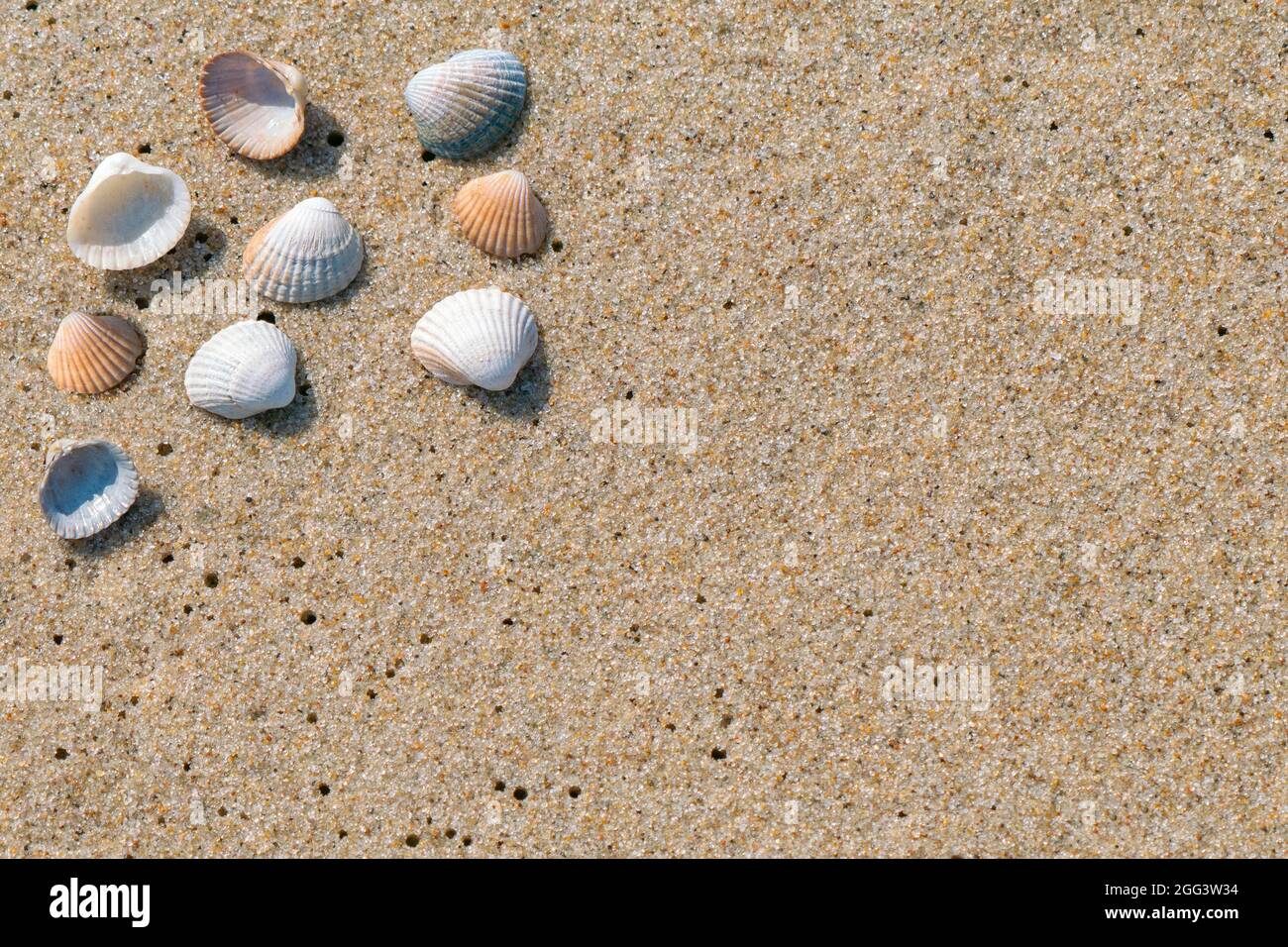 Closeup of small sea shells lying on a wet beach sand made even by ...