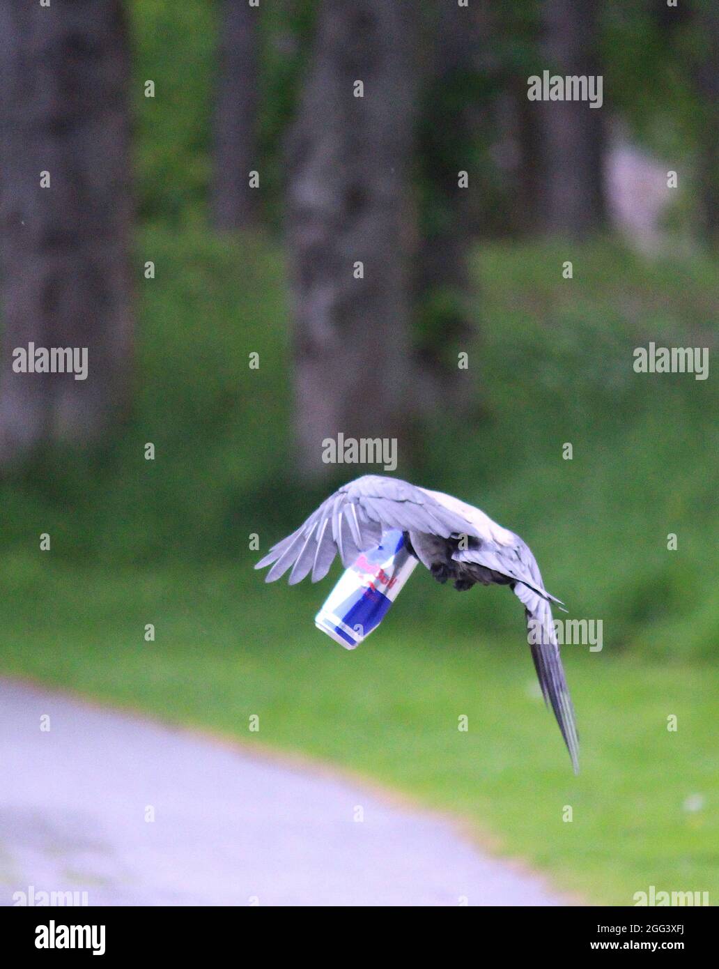 Red Bull really does give you wings! A Scottish crow steals a can ...