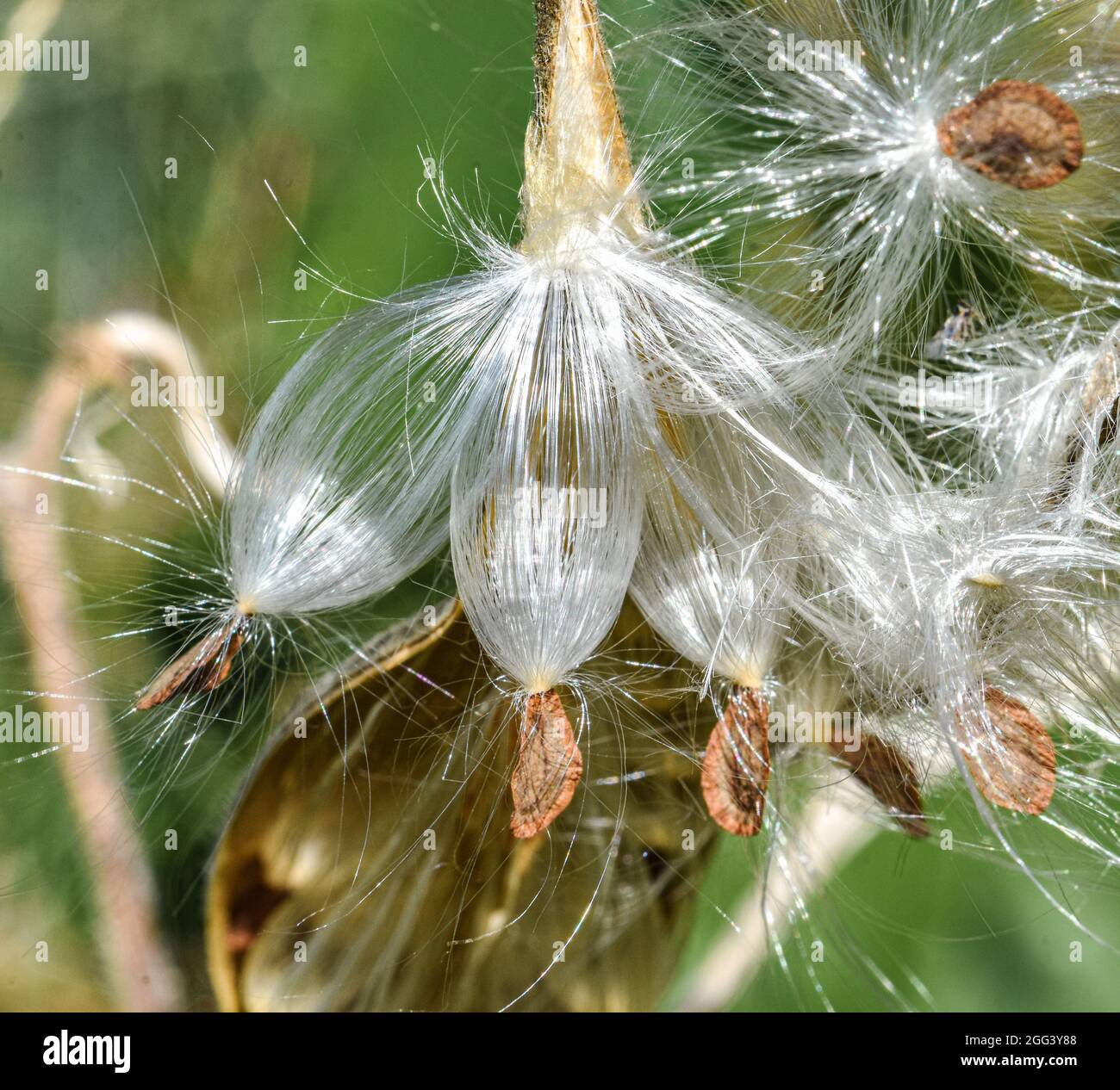 Airborne seeds hi-res stock photography and images - Alamy