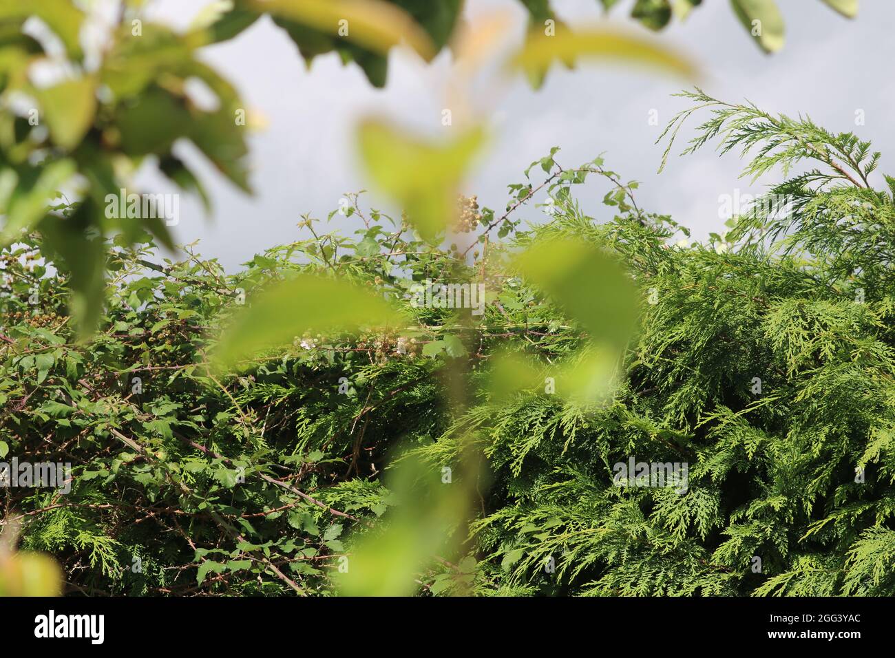 Nature scene looking through tree Stock Photo - Alamy