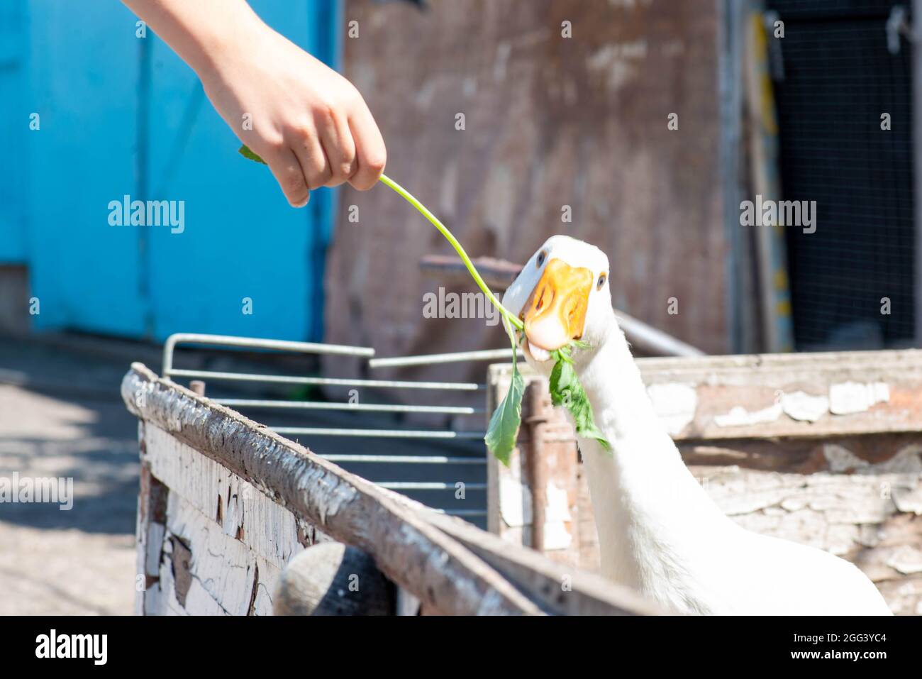 a kind goose eats grass from his hands Stock Photo - Alamy