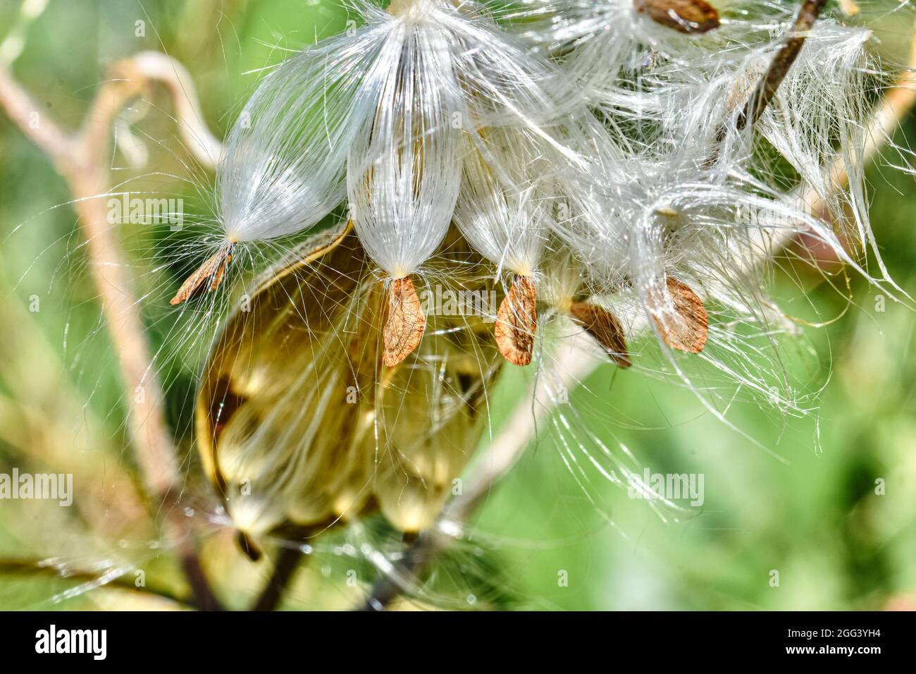 Milkweed seeds (Asclepias tuberosa) fluffed up by the wind are ready to ...