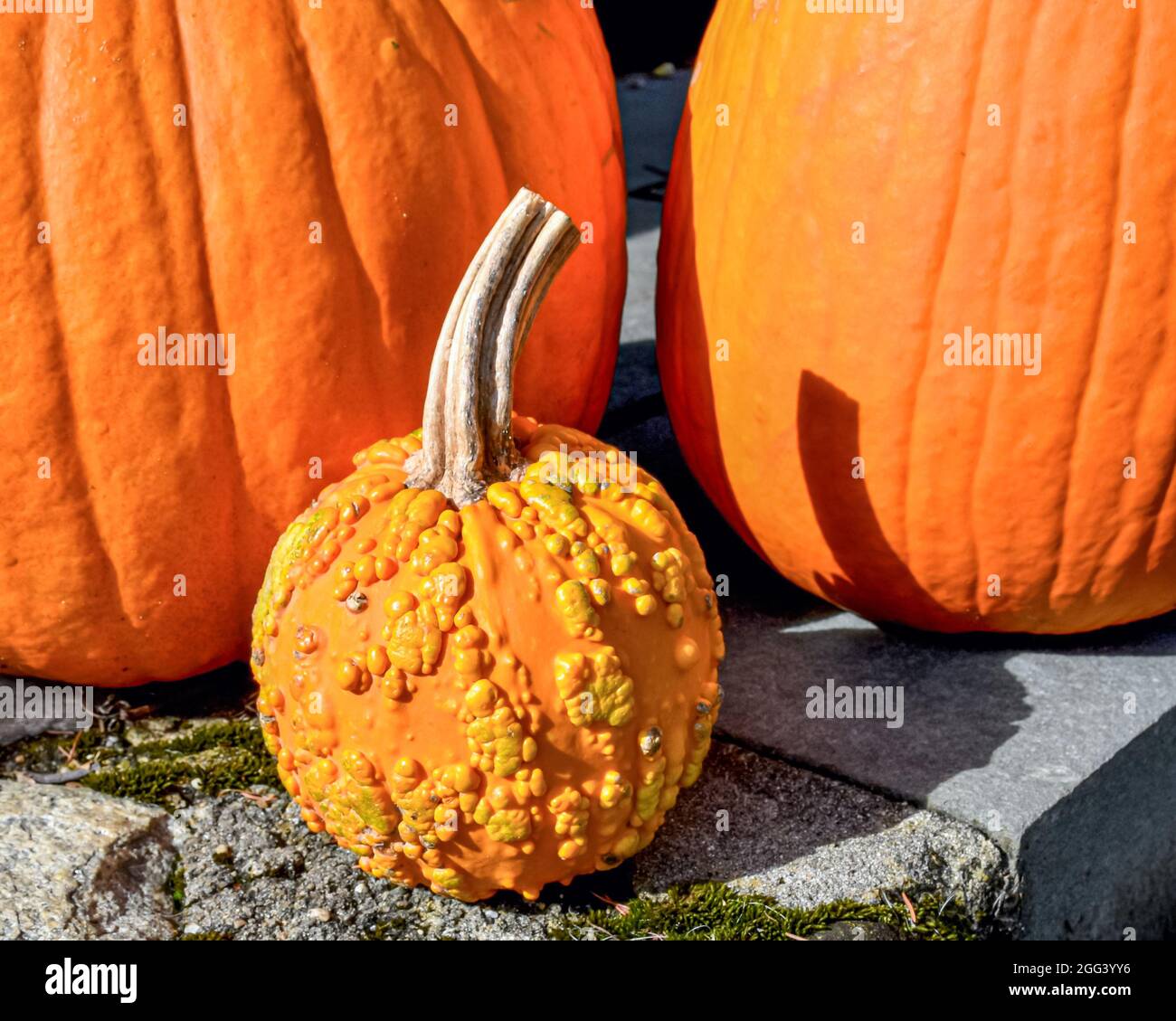 A portrait of a small orange bumpy thing pumpkin with a great stem on ...