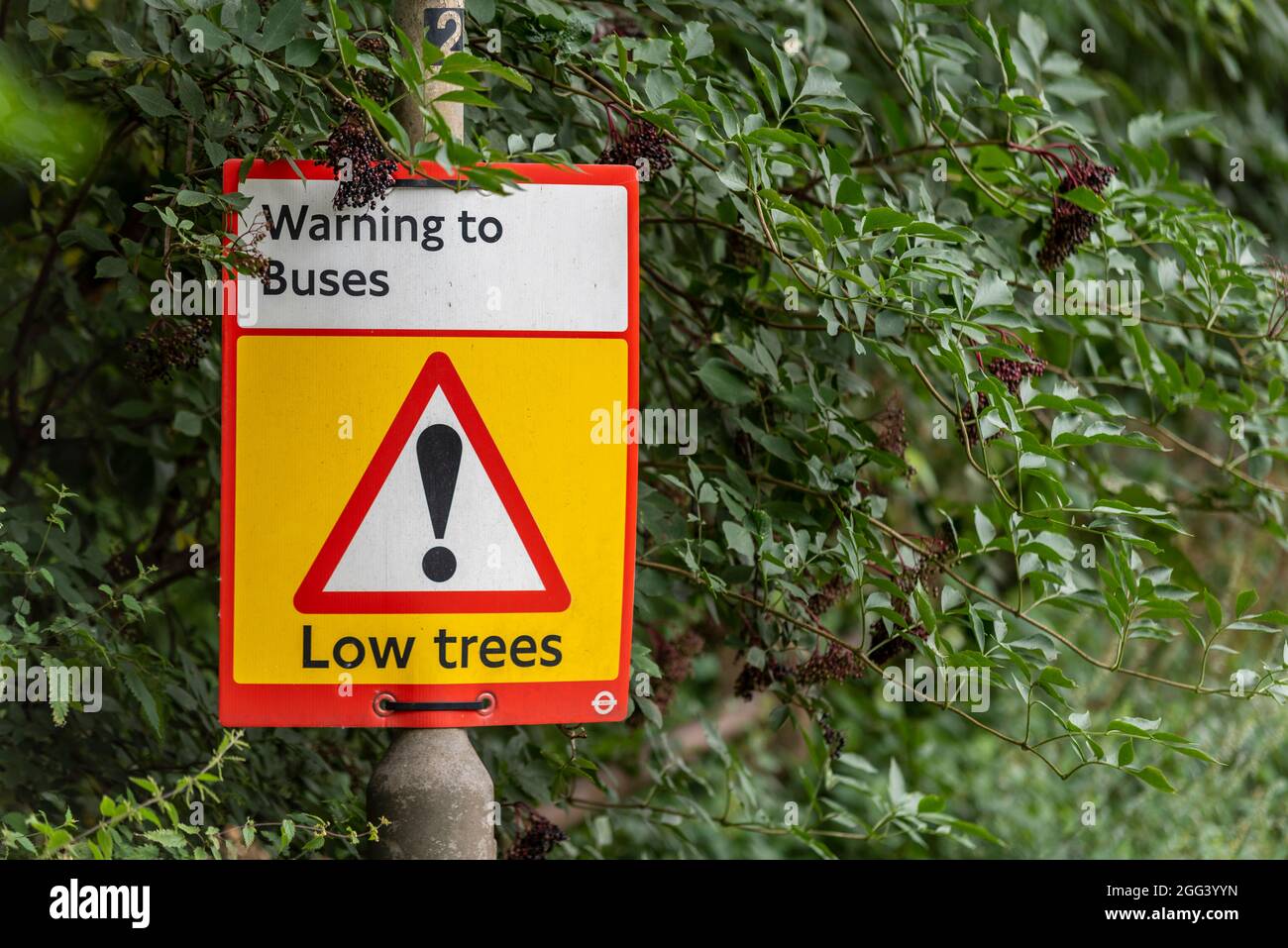 Warning to buses, low trees, warning sign in woodland near Heathrow ...