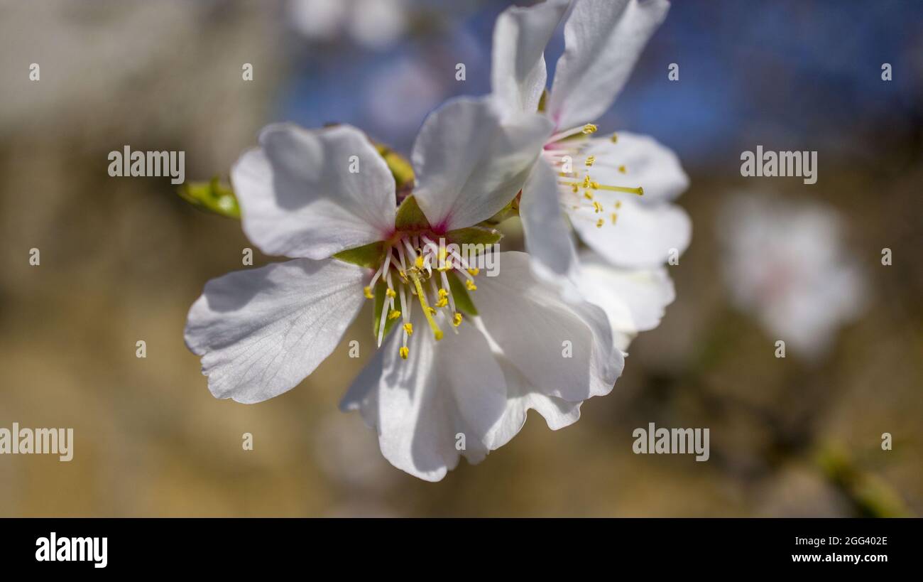 Spring growing flowers and nature that comes alive Stock Photo - Alamy