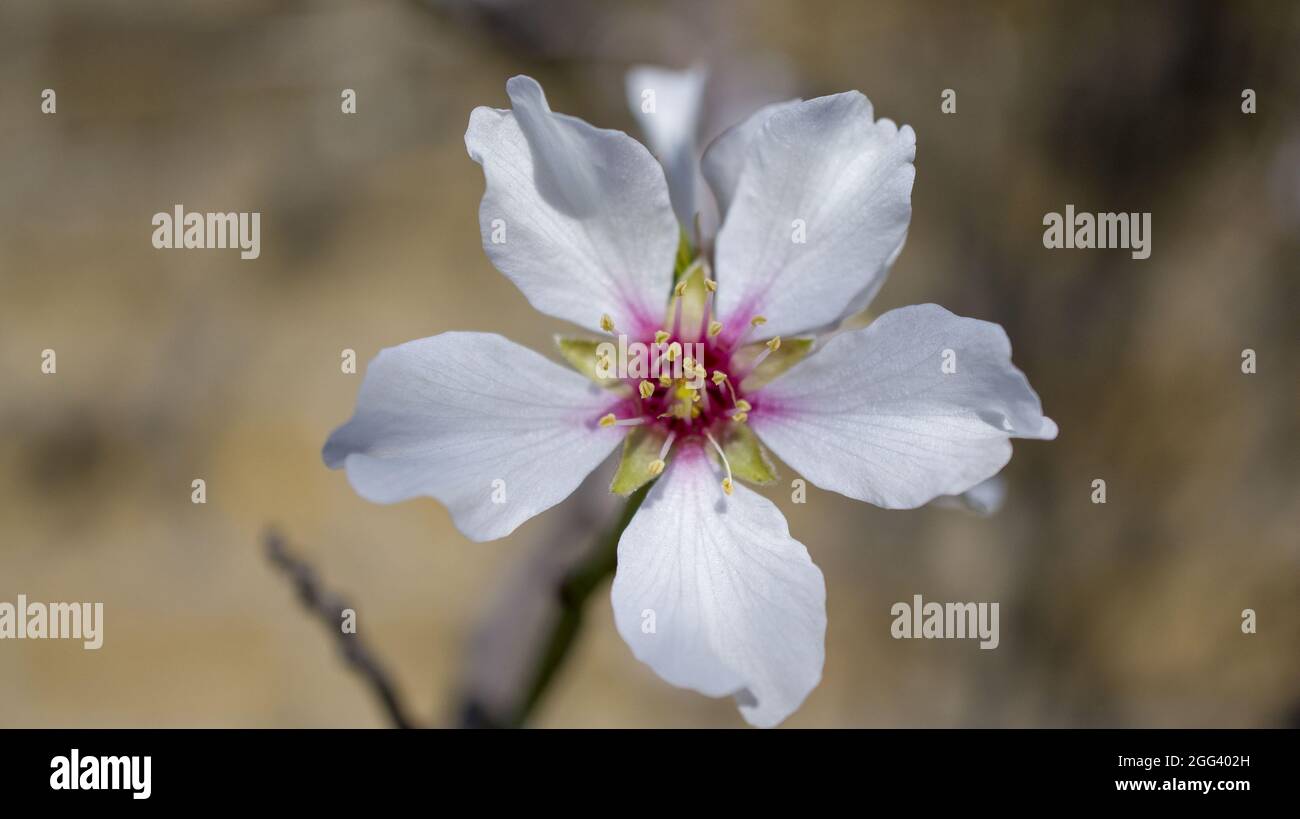 Spring growing flowers and nature that comes alive Stock Photo - Alamy