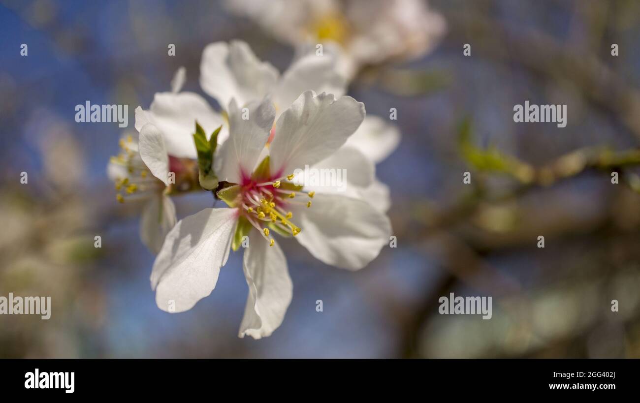 Spring growing flowers and nature that comes alive Stock Photo - Alamy
