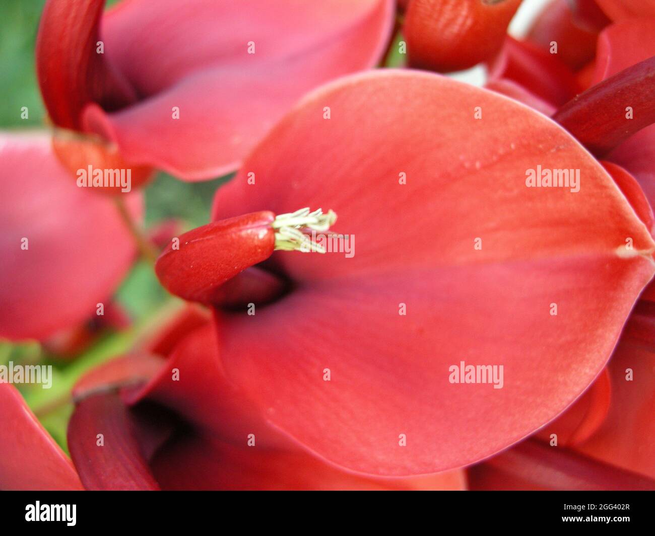 Spring growing flowers and nature that comes alive Stock Photo - Alamy