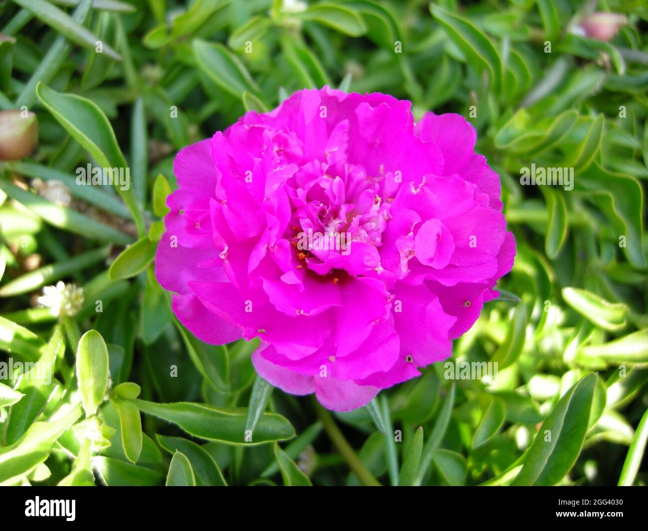 Spring growing flowers and nature that comes alive Stock Photo - Alamy