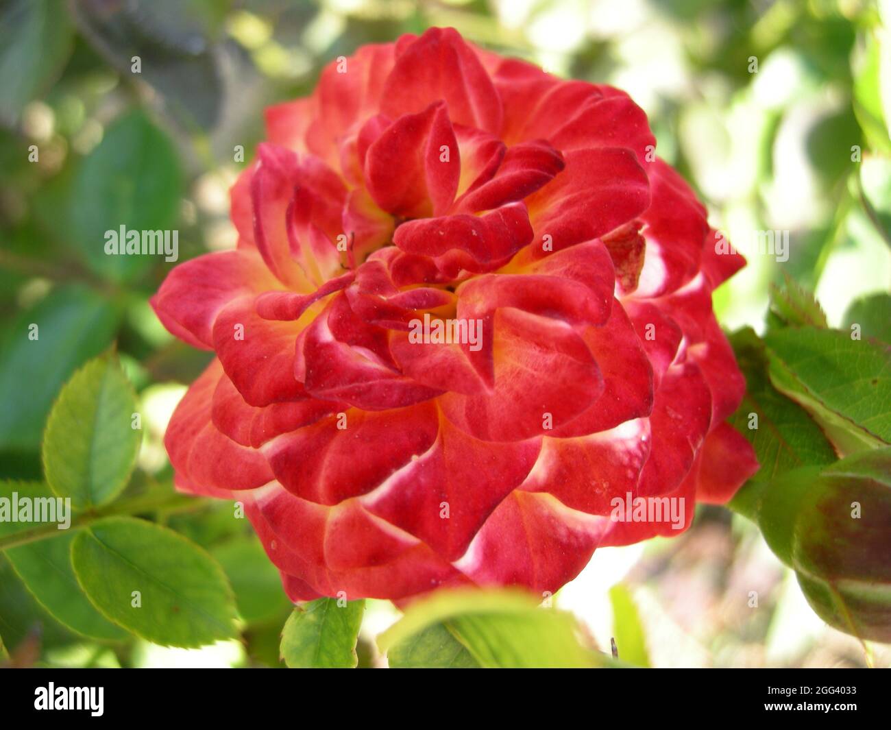 Spring growing flowers and nature that comes alive Stock Photo - Alamy
