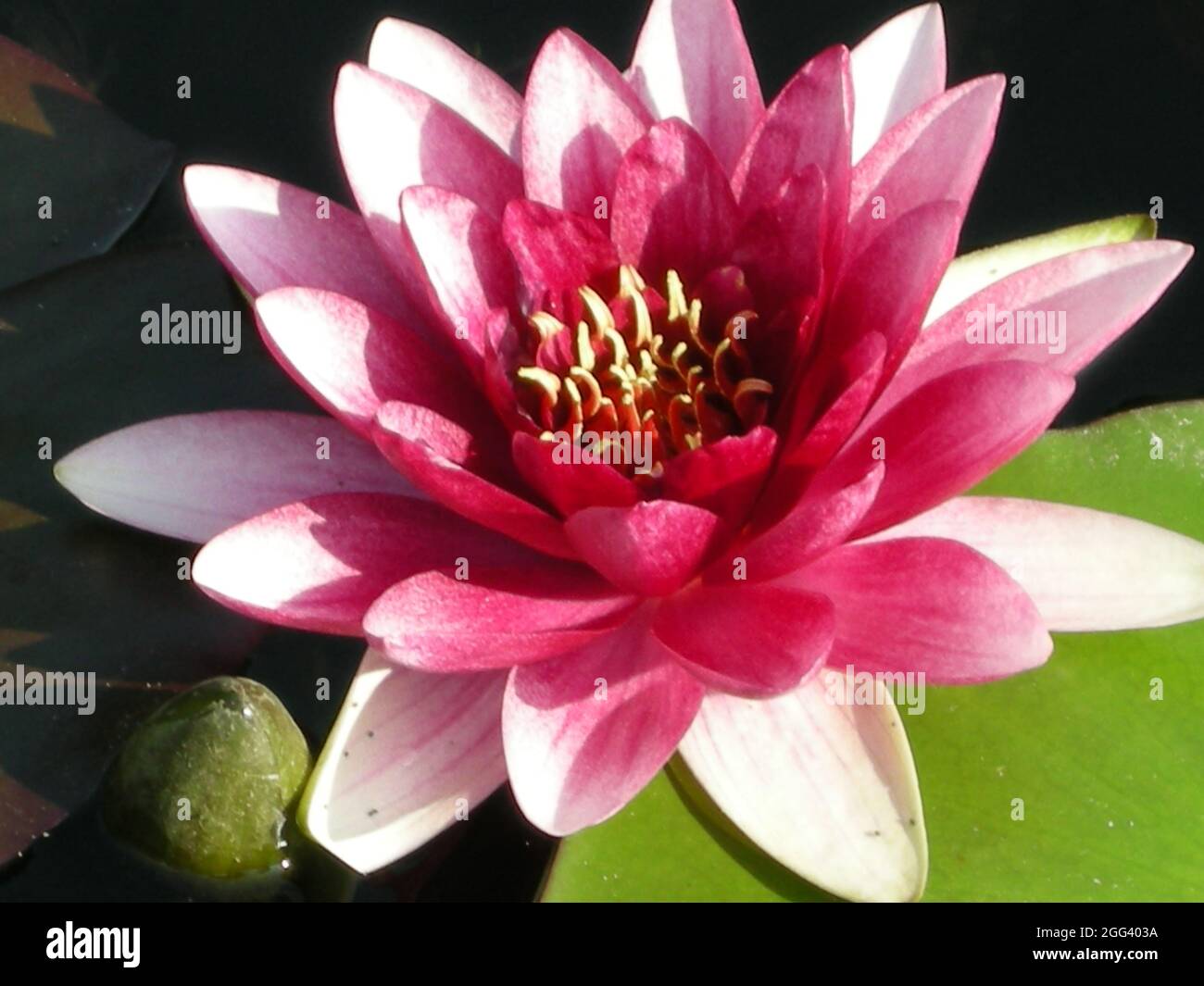 Spring growing flowers and nature that comes alive Stock Photo - Alamy