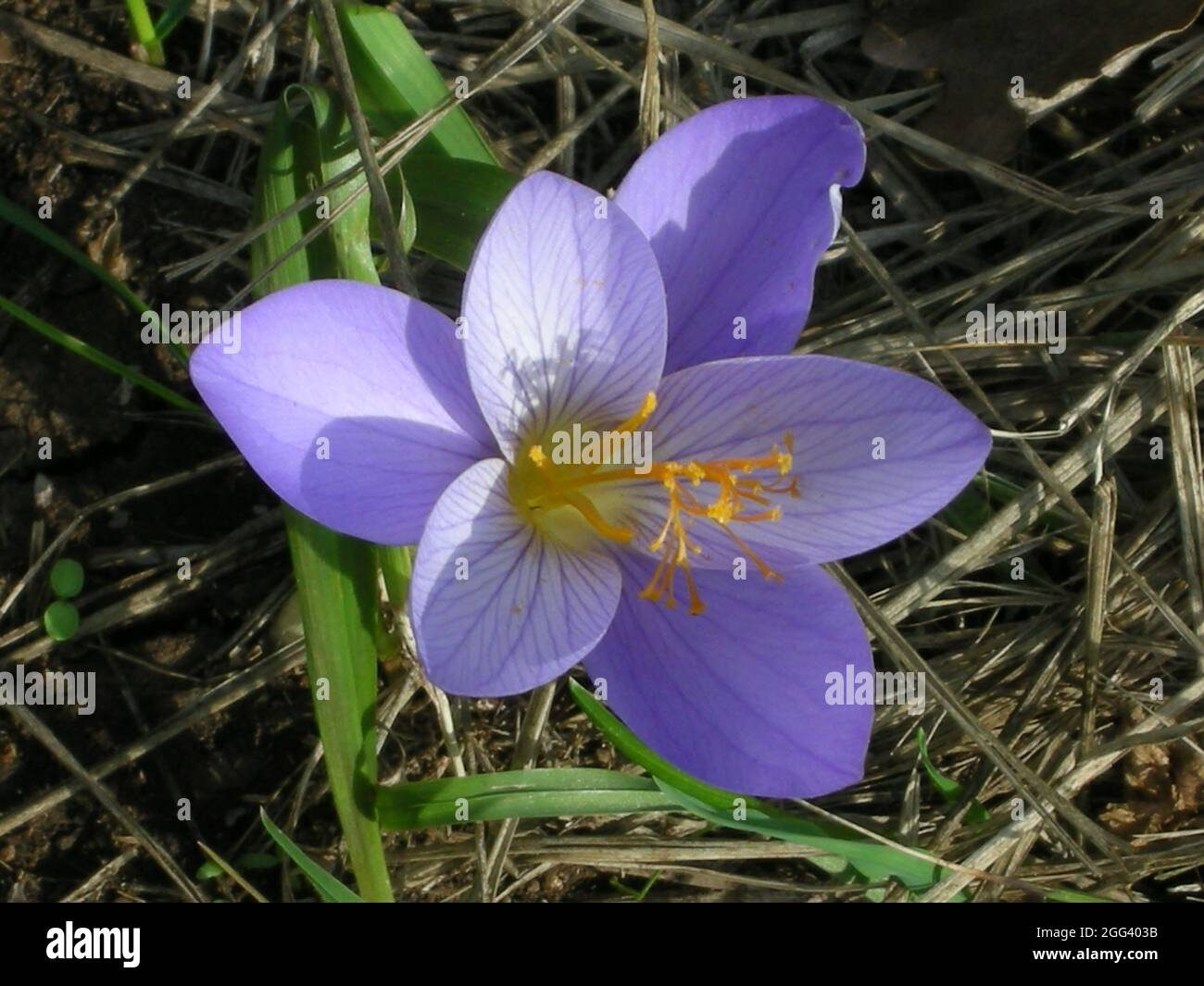 Spring growing flowers and nature that comes alive Stock Photo - Alamy