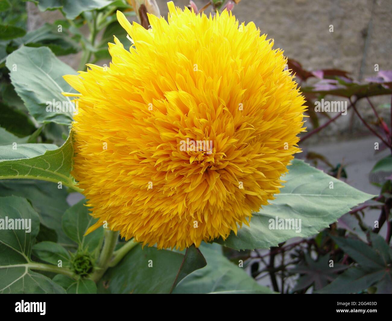 Spring growing flowers and nature that comes alive Stock Photo - Alamy