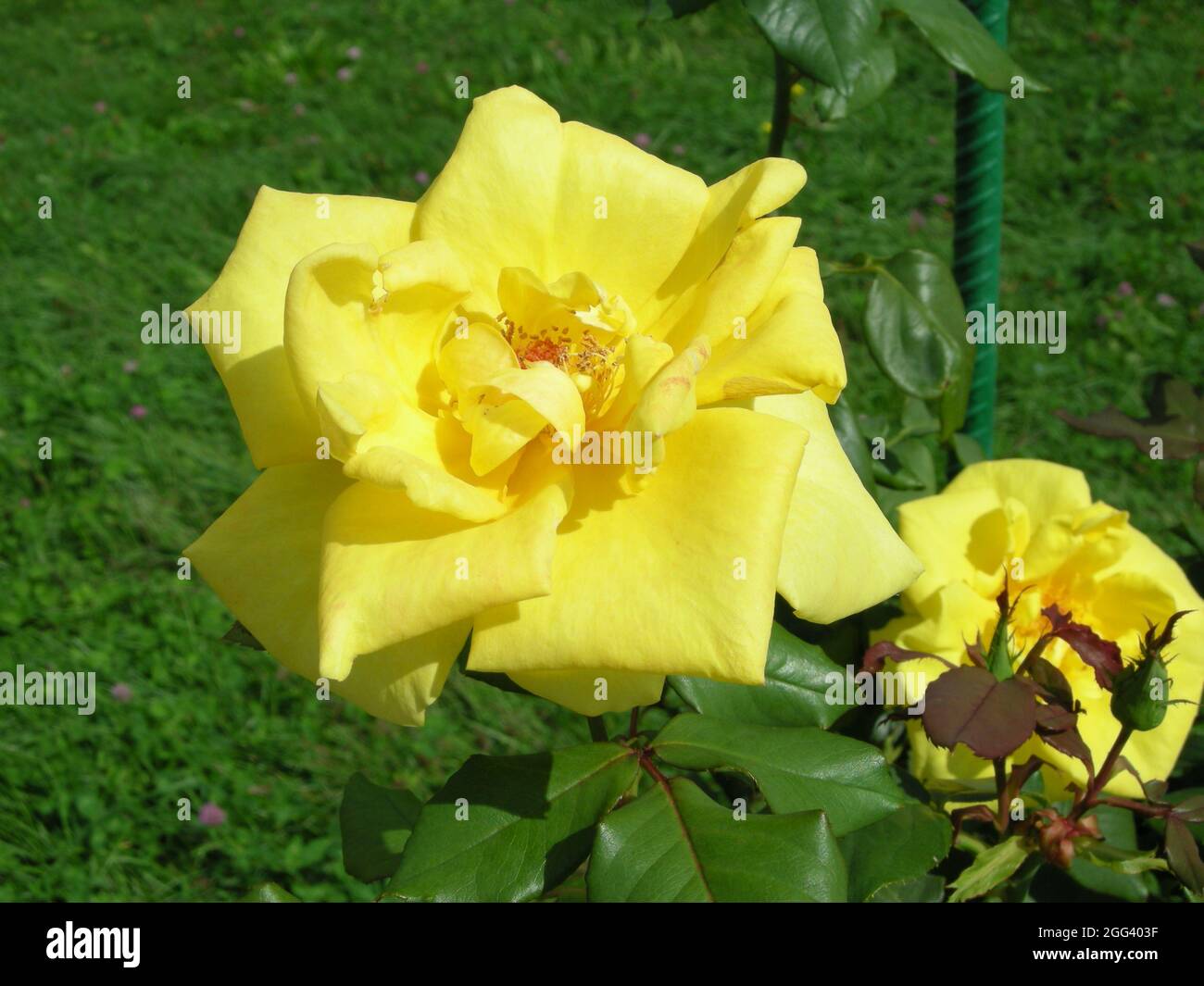 Spring growing flowers and nature that comes alive Stock Photo - Alamy