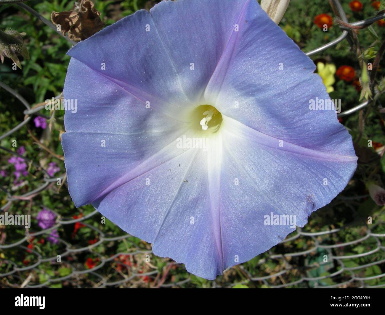 Spring growing flowers and nature that comes alive Stock Photo - Alamy