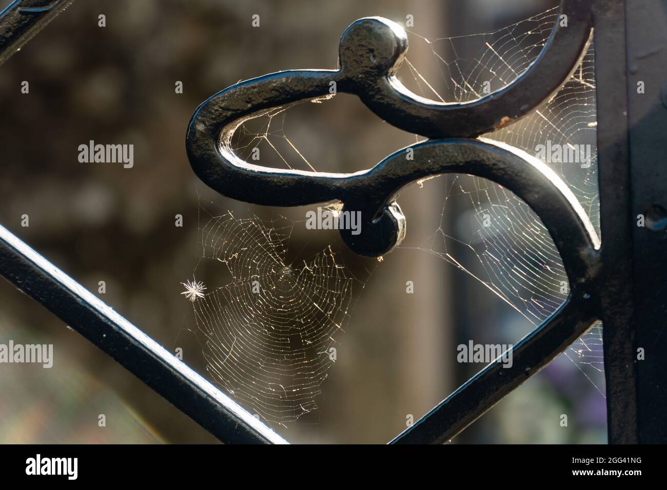 Vertical shot of spider webs on black metal bars Stock Photo - Alamy