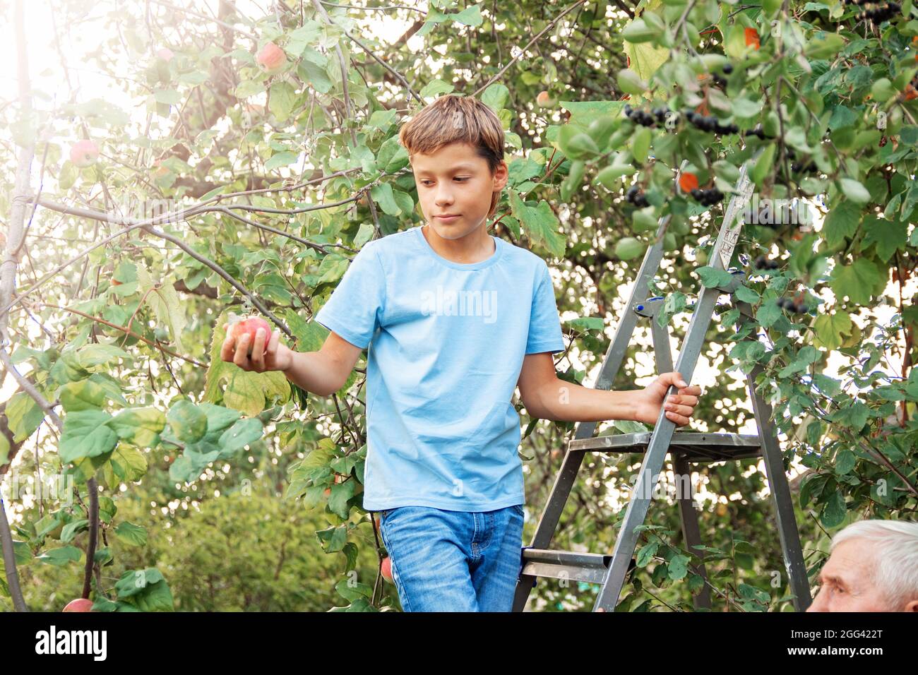 Ladder harvesting apples hi-res stock photography and images - Alamy