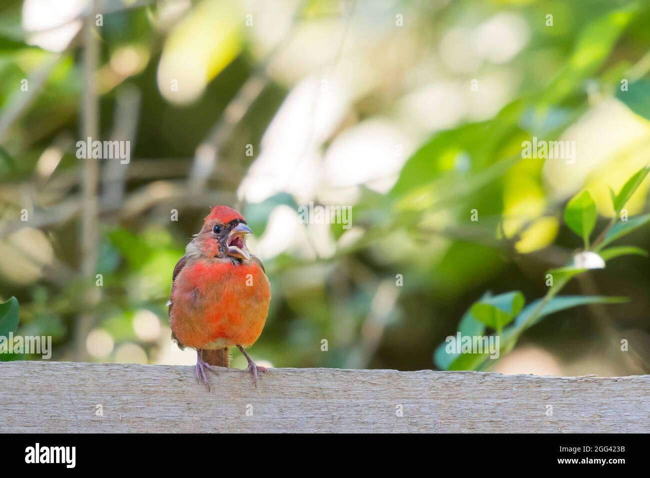 A male Northern Cardinal perching on a split-rail fence. A male ...