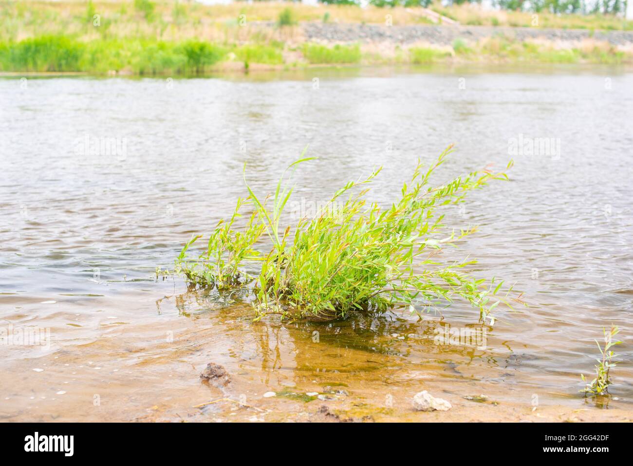 the grass grows in the middle of the river Stock Photo - Alamy