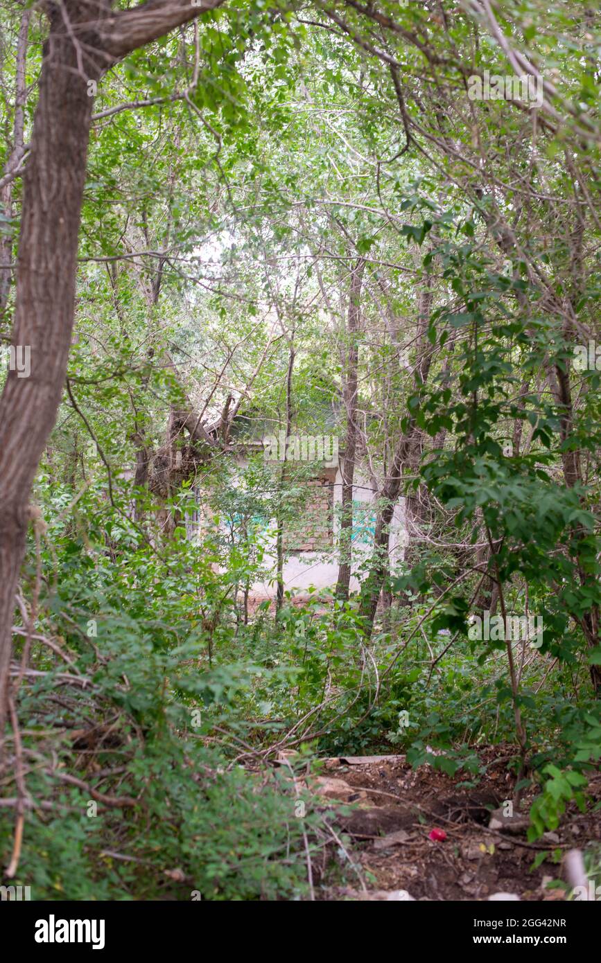 overgrown narrow path to the abandoned house Stock Photo - Alamy