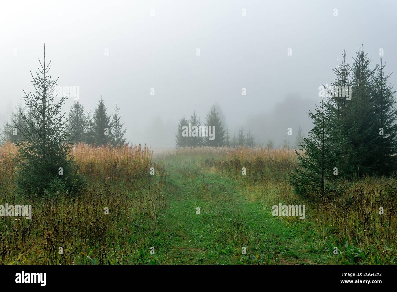 Magic forest meadow trees grass hi-res stock photography and images - Alamy