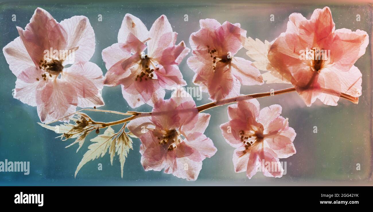 Pressed flowers hi-res stock photography and images - Alamy