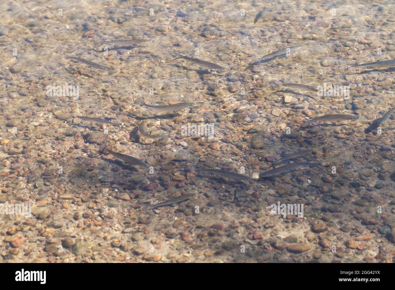 Flock of small fish in a shallow water, close up photo with selective ...