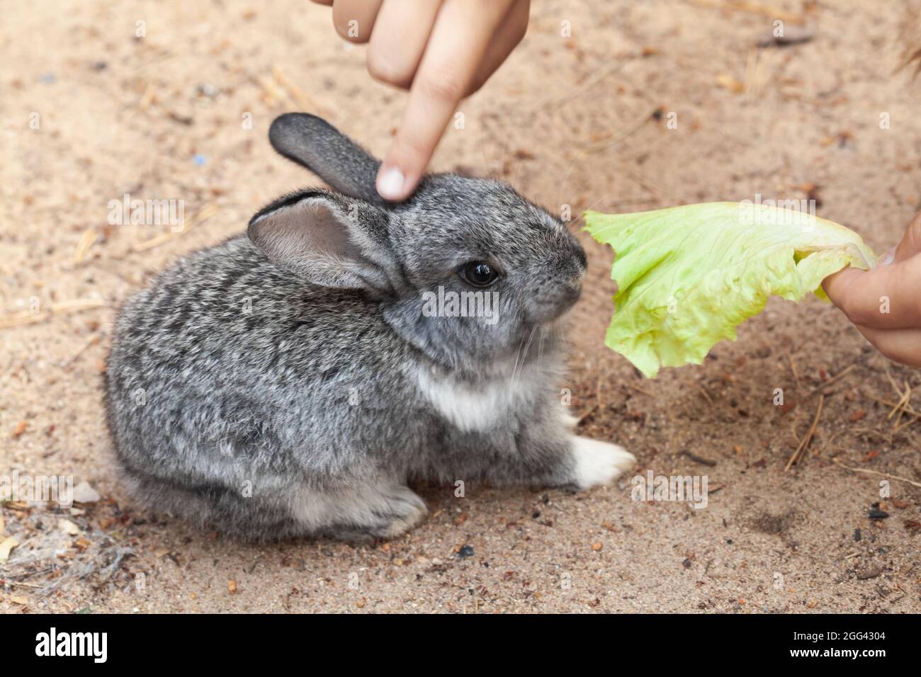 Feeding a small gray rabbit a leaf of green lettuce Stock Photo - Alamy