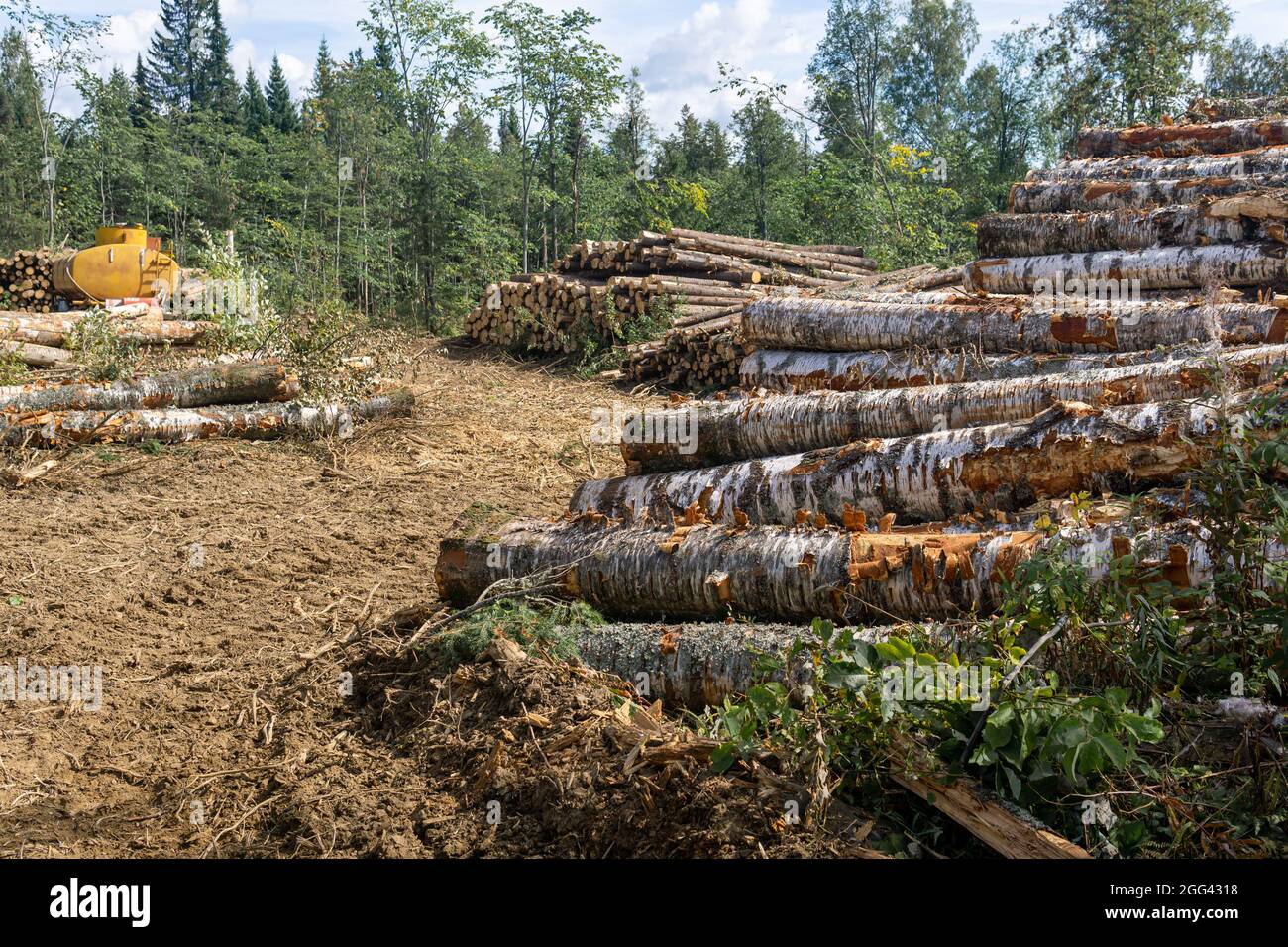 view of the felling - deforested land and stacks of sawn logs Stock ...