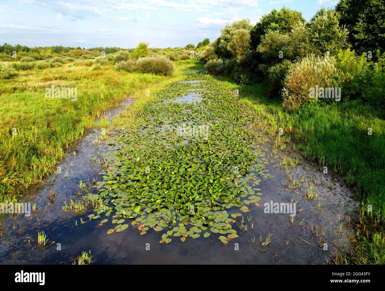 Are Water Lilies An Invasive Species at Rebecca Hart blog