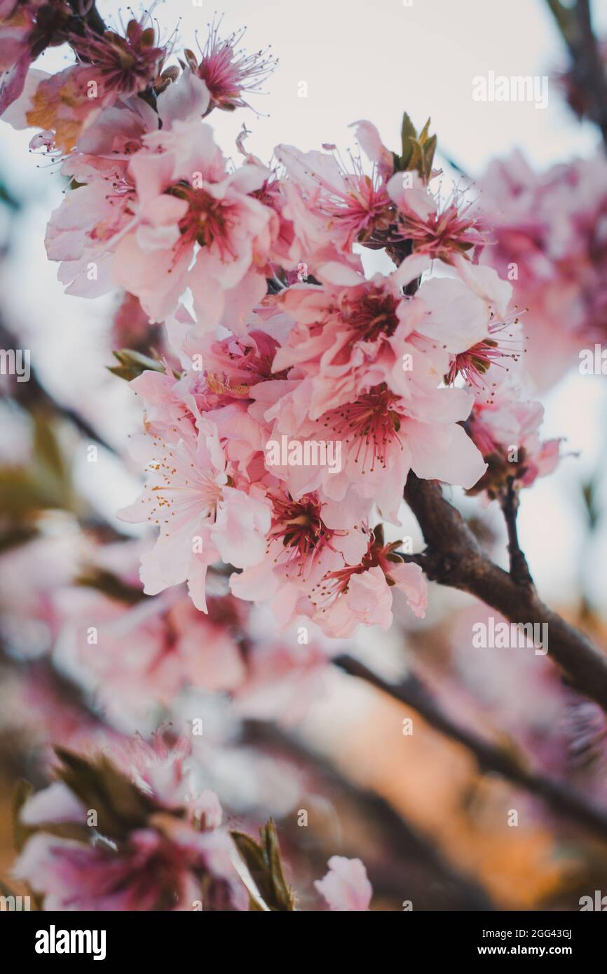 Arbol de durazno hi-res stock photography and images - Alamy