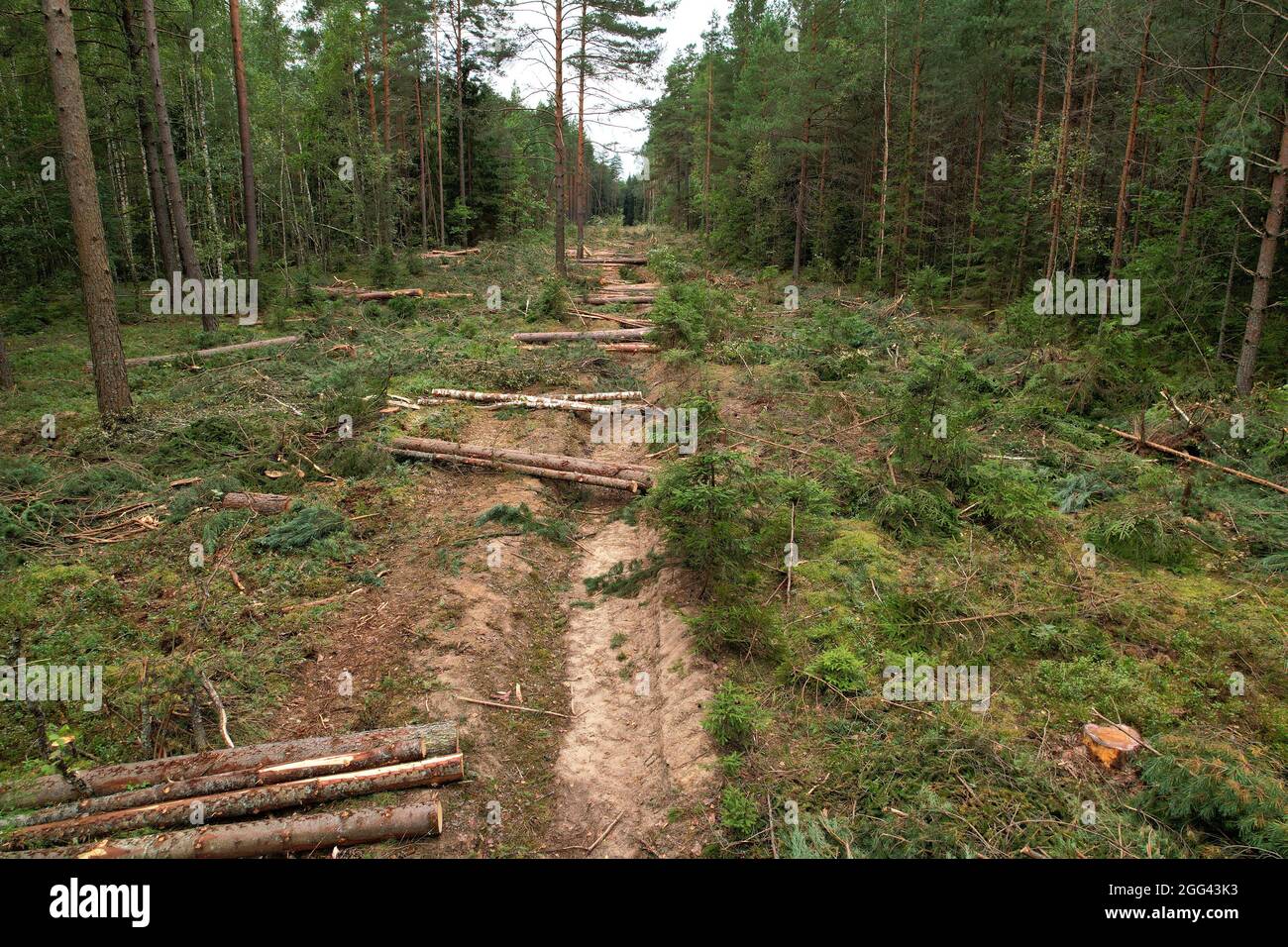 Deforestation Forest And Illegal Logging Cutting Trees Stacks Of Cut