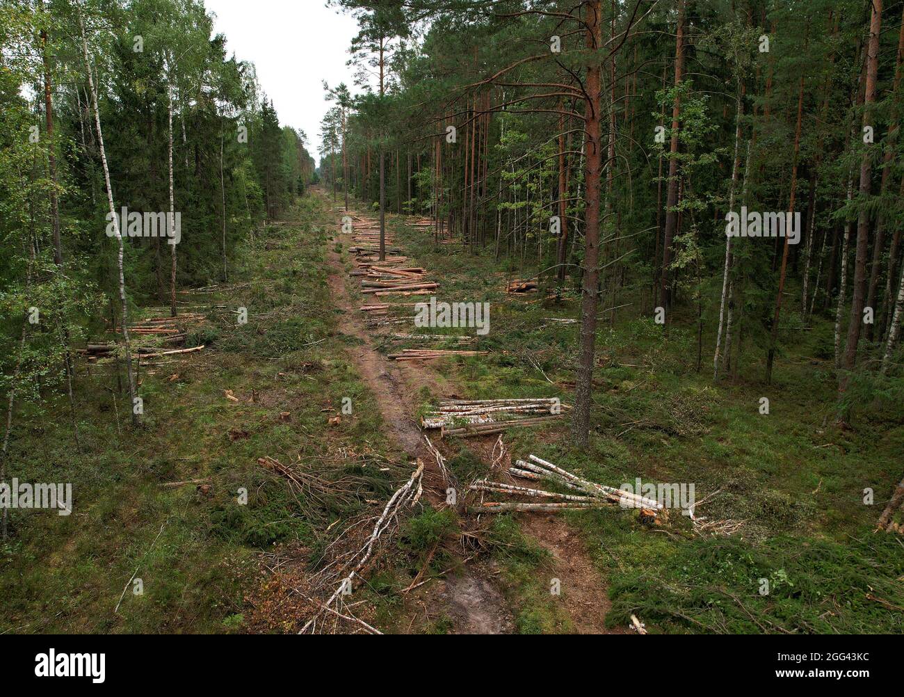 Deforestation forest and Illegal logging. Cutting trees. Stacks of cut ...