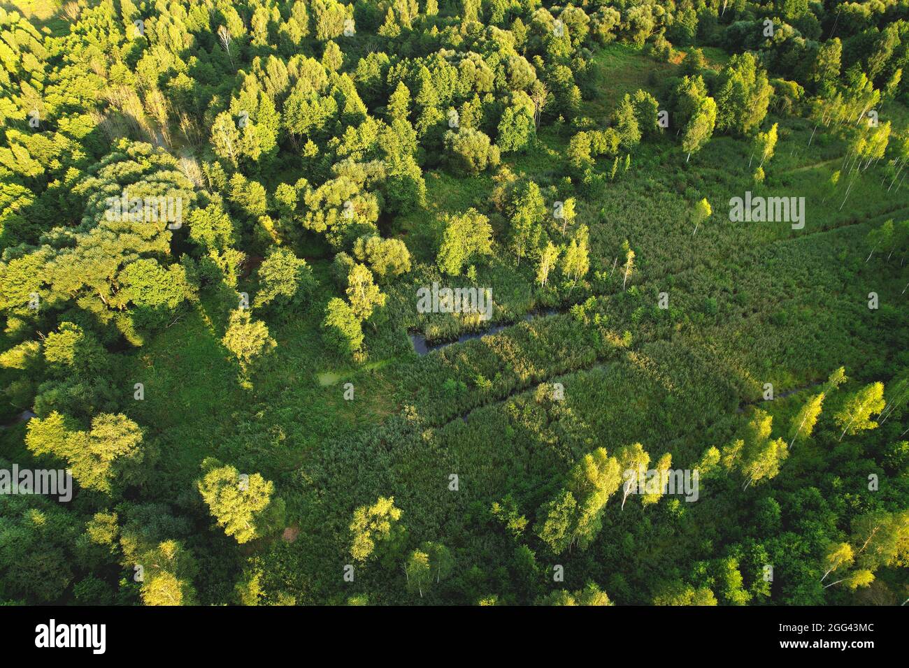 Swamp with trees in the forest. The concept of ecology and ...