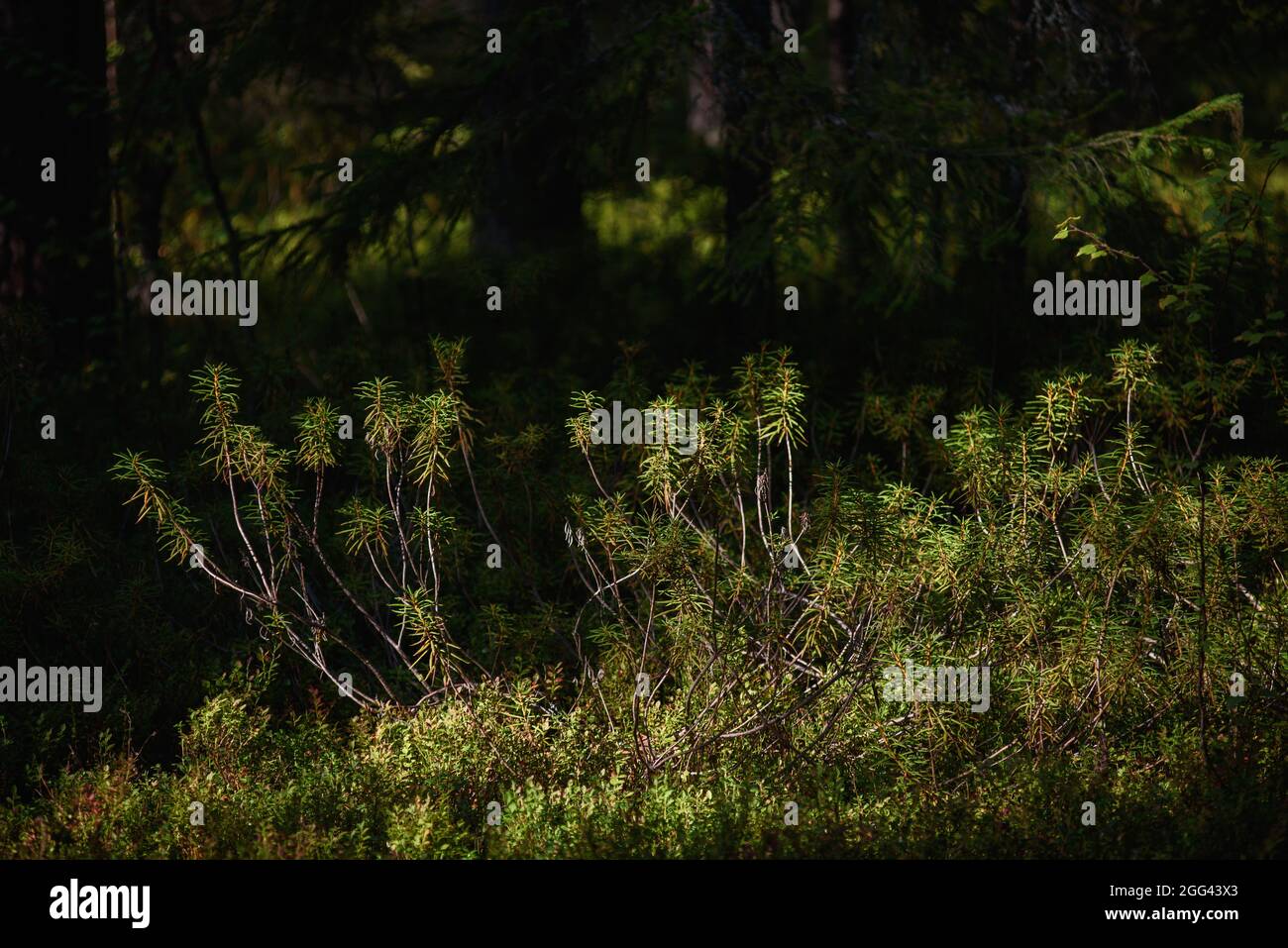 Ledum hi-res stock photography and images - Alamy
