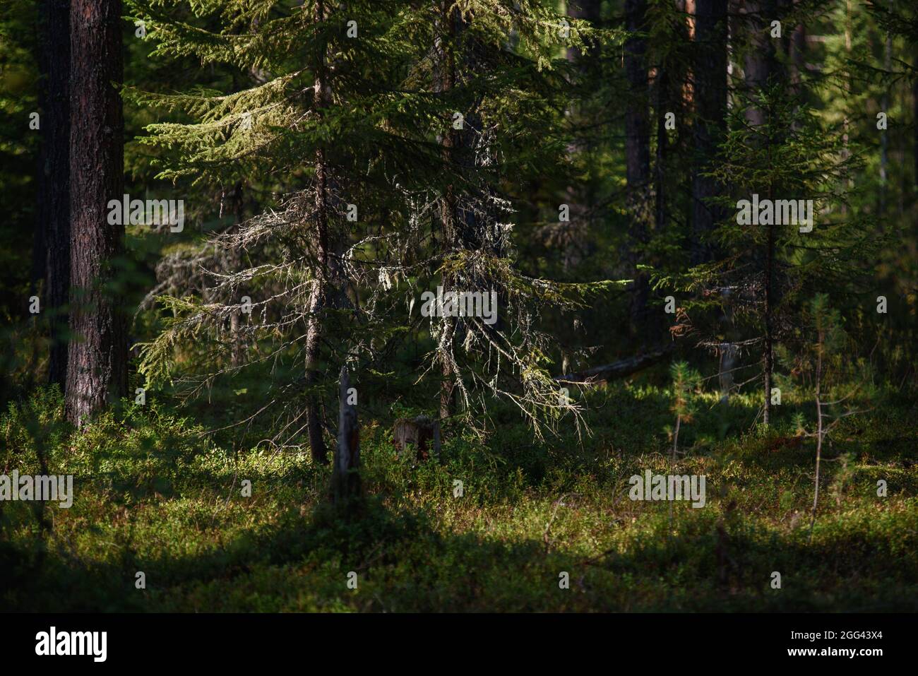 Landscape of the northern forest. A dense forest with fallen trees, fir ...