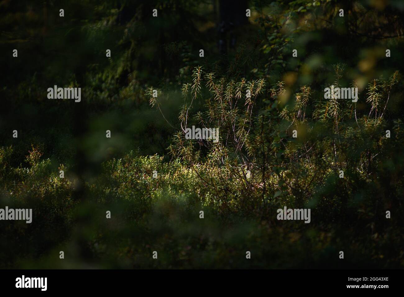 Ledum hi-res stock photography and images - Alamy