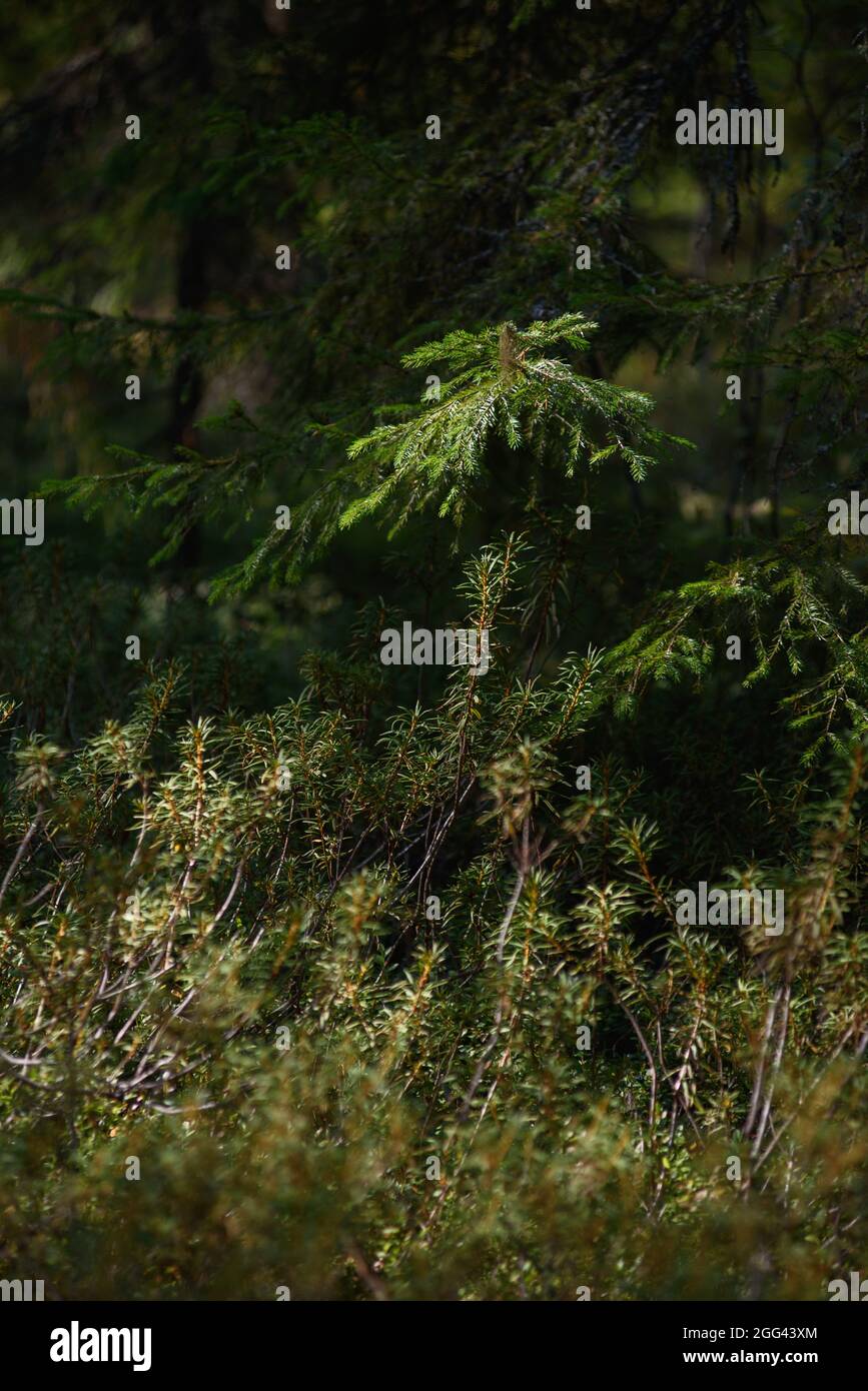 Ledum hi-res stock photography and images - Alamy