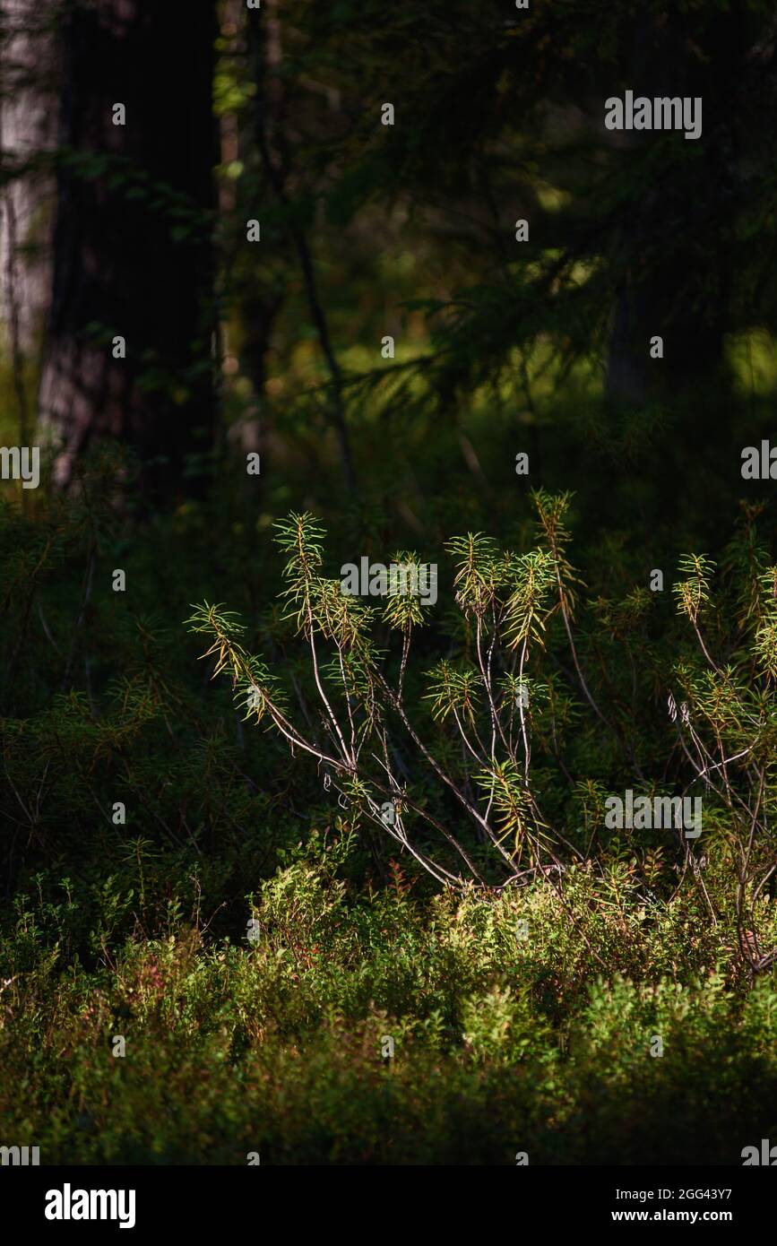 Ledum hi-res stock photography and images - Alamy