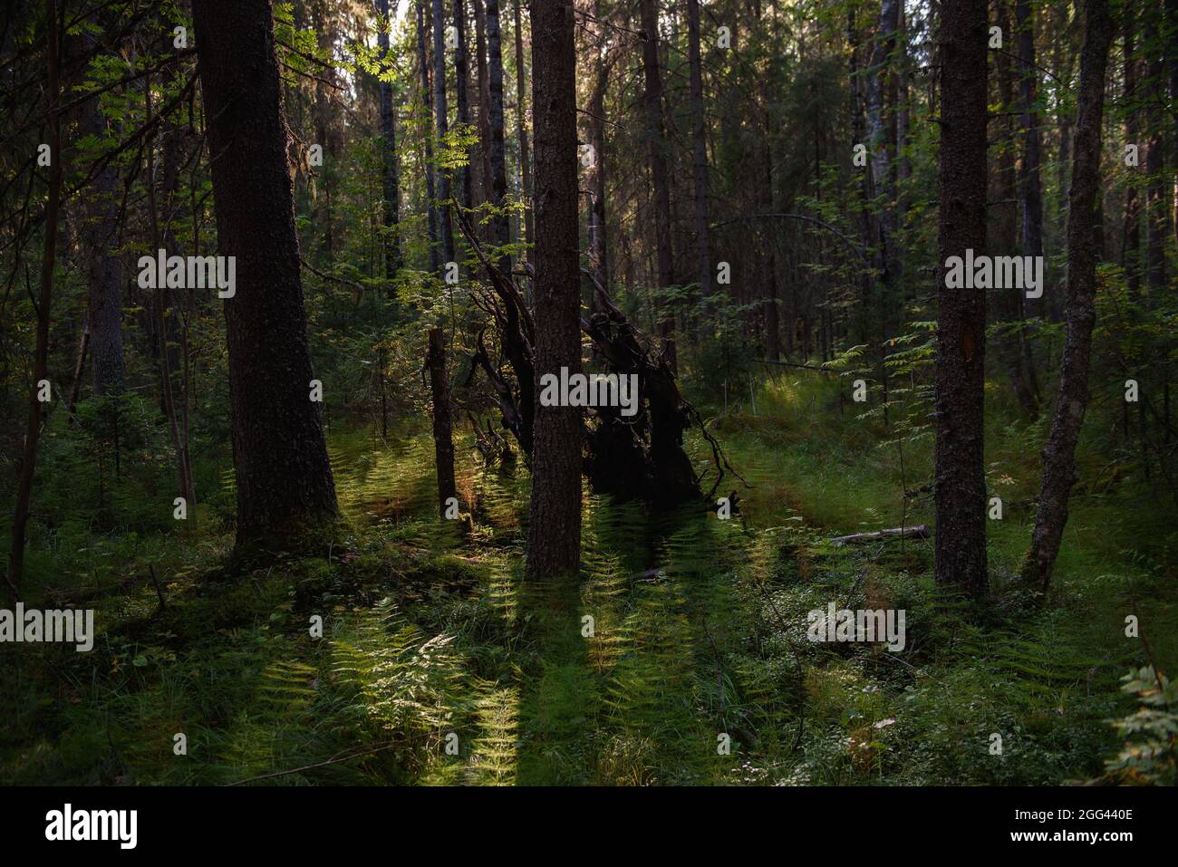Landscape of the northern forest. A dense forest with fallen trees, fir ...