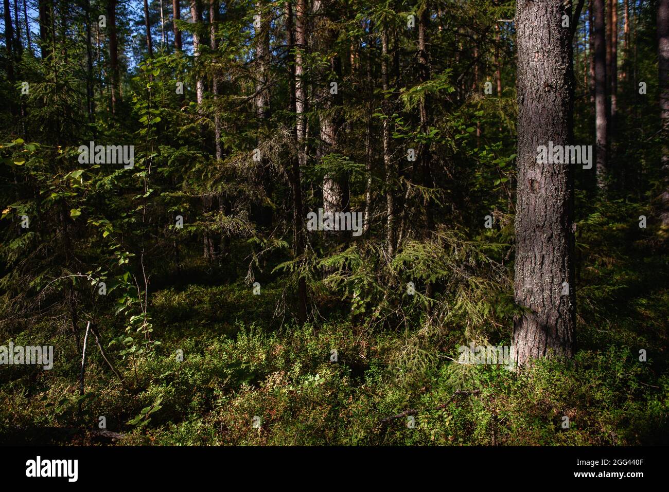 Landscape of the northern forest. A dense forest with fallen trees, fir ...