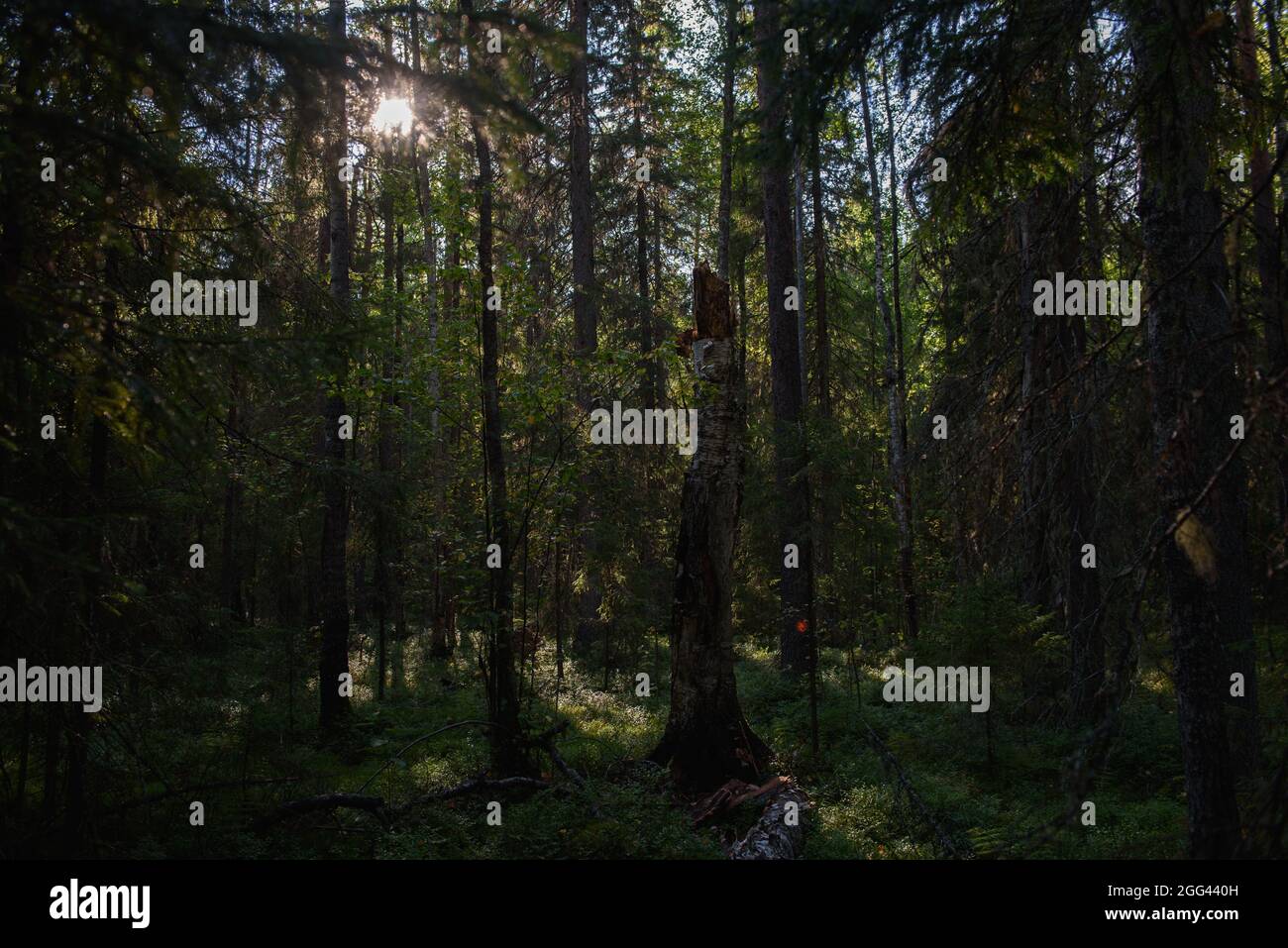 The trunk of an old broken birch tree sticking out in the middle of the ...
