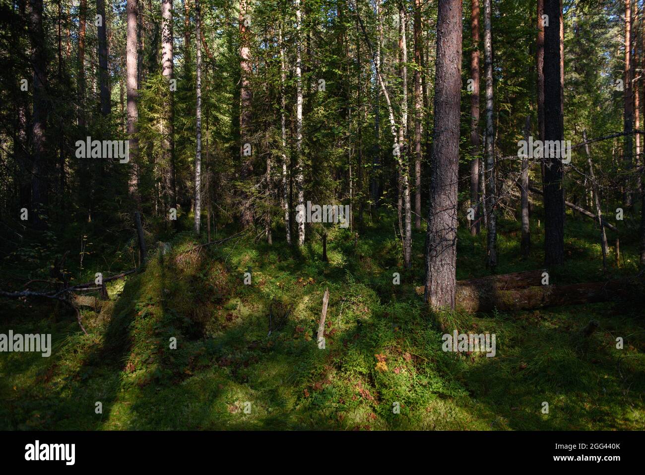 Landscape of the northern forest. A dense forest with fallen trees, fir ...
