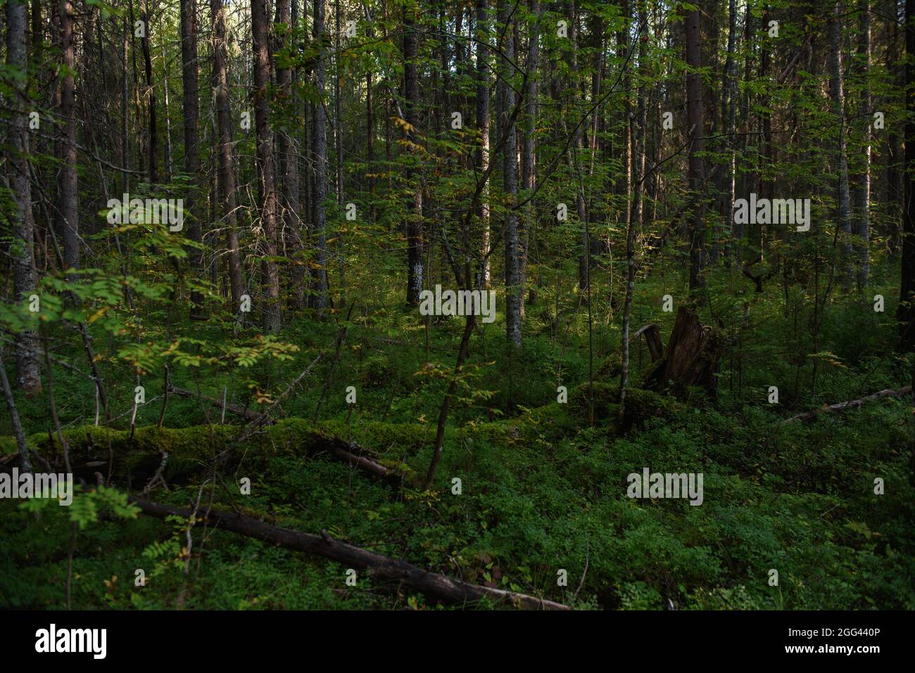 Overgrown with moss tree trunks in a forest hi-res stock photography ...